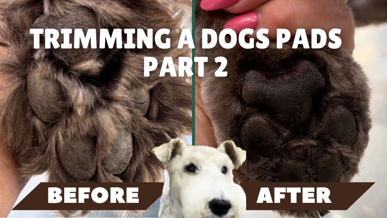 How To Safely Trim Dog's Paw Pads And Nails: Puppy Grooming Tutorial ...