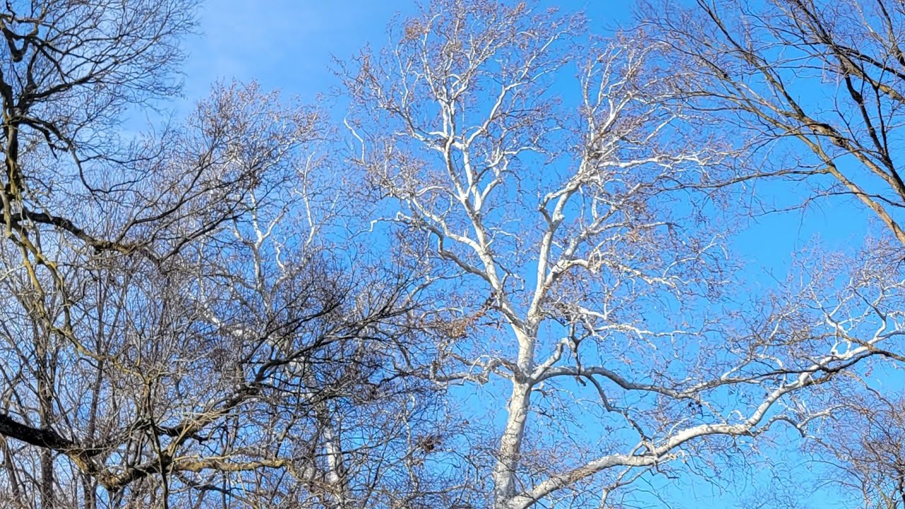 American Sycamore and Where to Find Them - YouTube