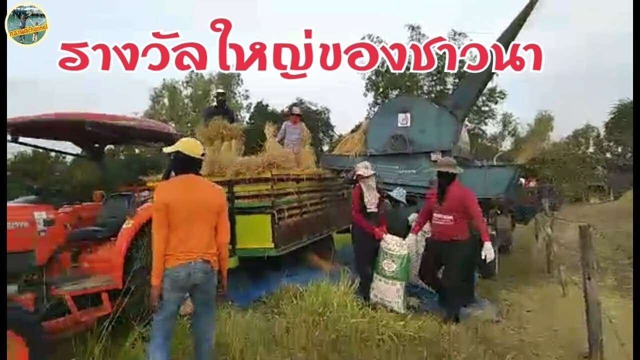 ลงแขกเกี่ยวข้าวพ่อผู้ใหญ่ บรรยากาศท่งไห่ ท่งนา ลาบเป็ดกินข้าวแลง - YouTube