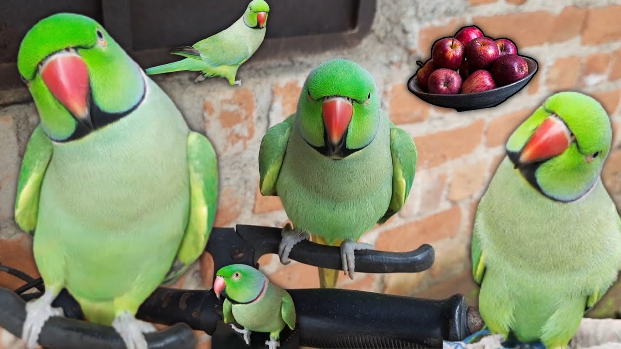 So Amazing Talking Parrots Natural Sound | मिट्ठू की सुरीली आवाज! - YouTube