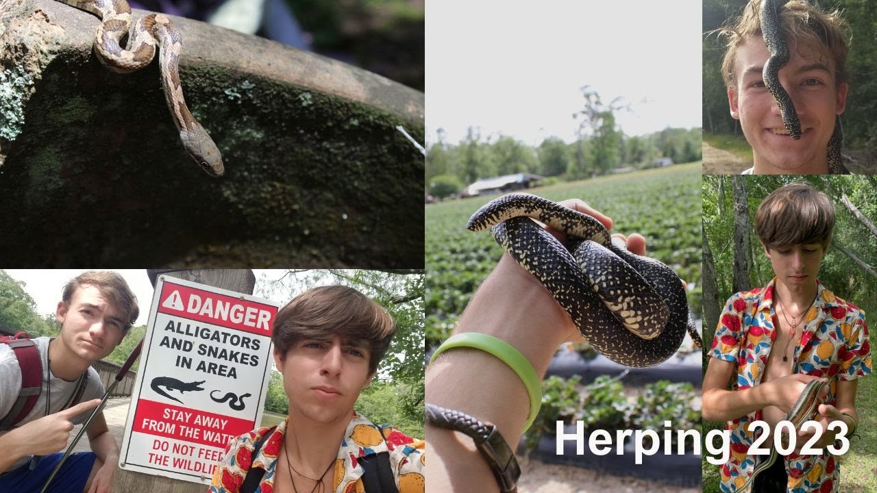 Relocating Three Huge Snakes! Herping 2023 - YouTube