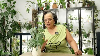 The Amydrium Silver Plant: My quick and easy Indoor Care Guide! 🪴