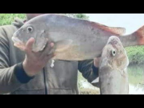 Meringis Adu Kuat Senar Dengan Ikan Lapeh di Teluk Pidada Pesawaran ...