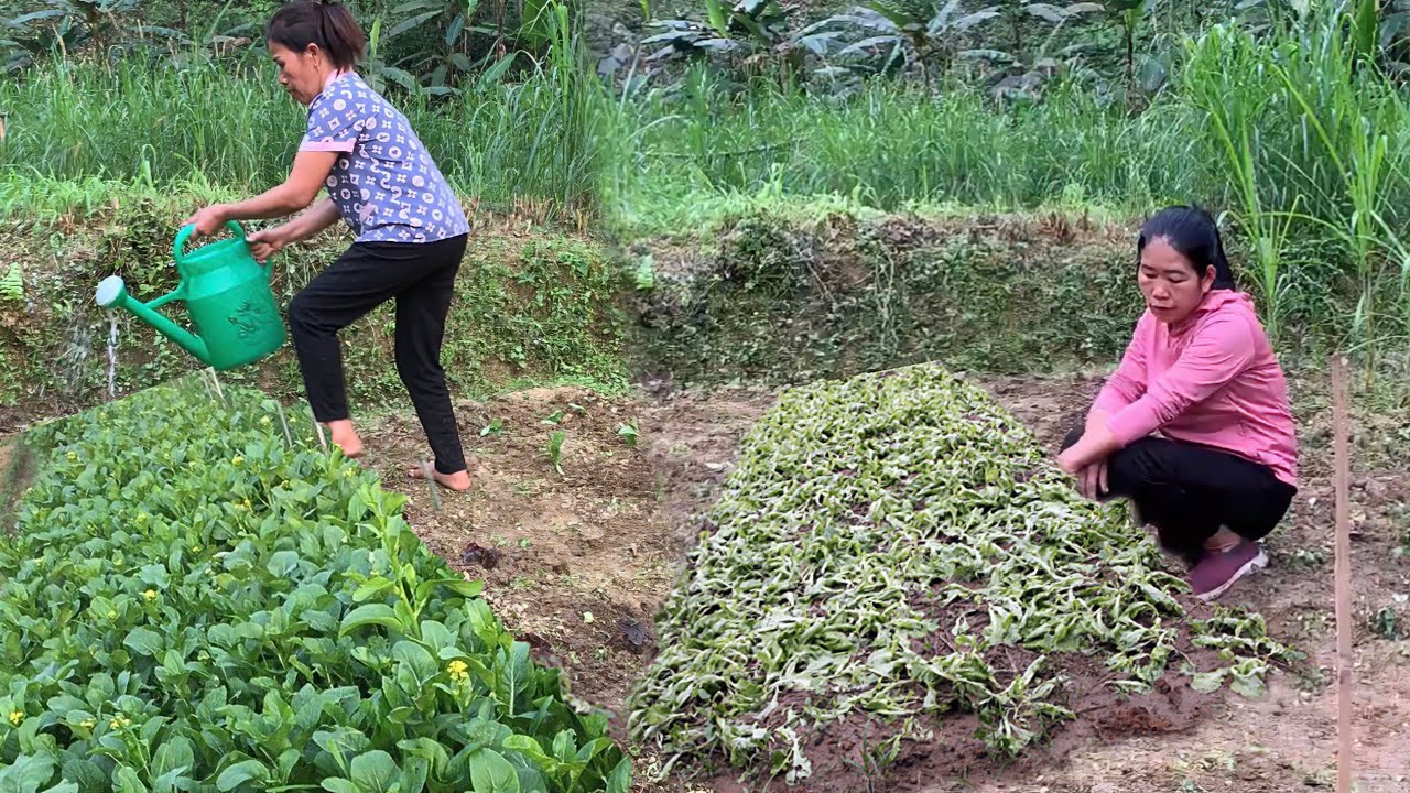 My vegetable garden has been harmed by bad guys - YouTube