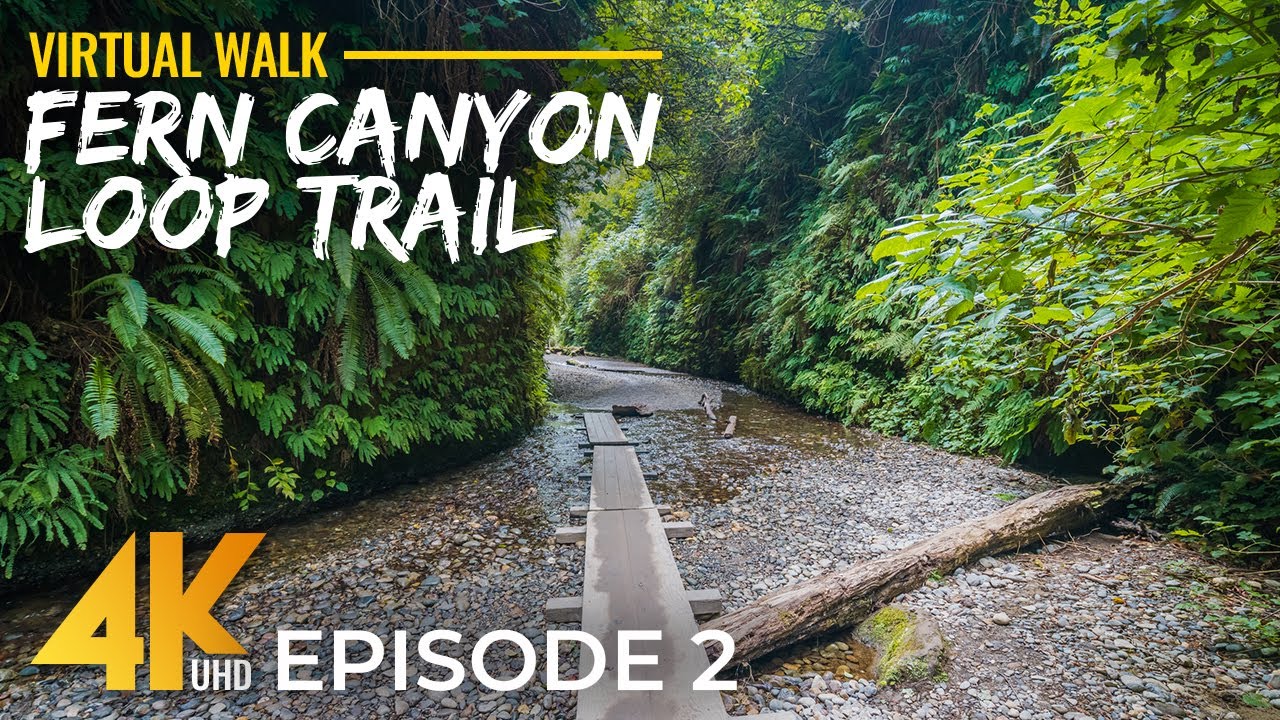 4K HDR Peaceful Walk on Fern Canyon Loop Trail - #2 | Best Redwood ...