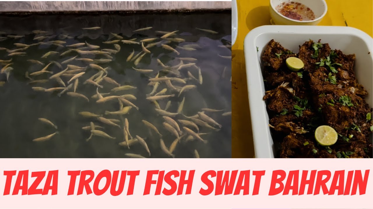 Trout fish swat Bahrain | fish farm in bahrain| best fish in swat Kalam ...