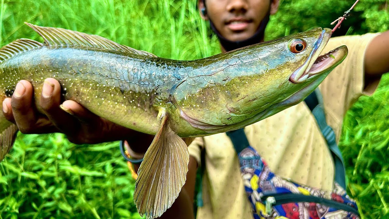 ये आप ने कभी नहीं देखा होगा 😵Deadly snakehead fish ! Amazing snakehead ...