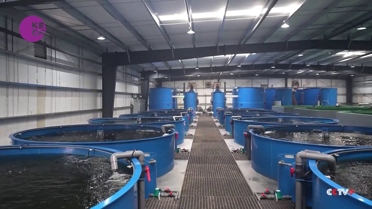 Smart innovation takes sweat out of farming grouper fish in China - YouTube