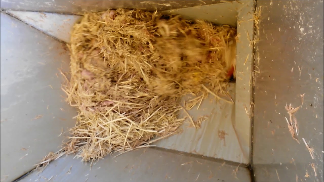 Feather grinder 450 - YouTube