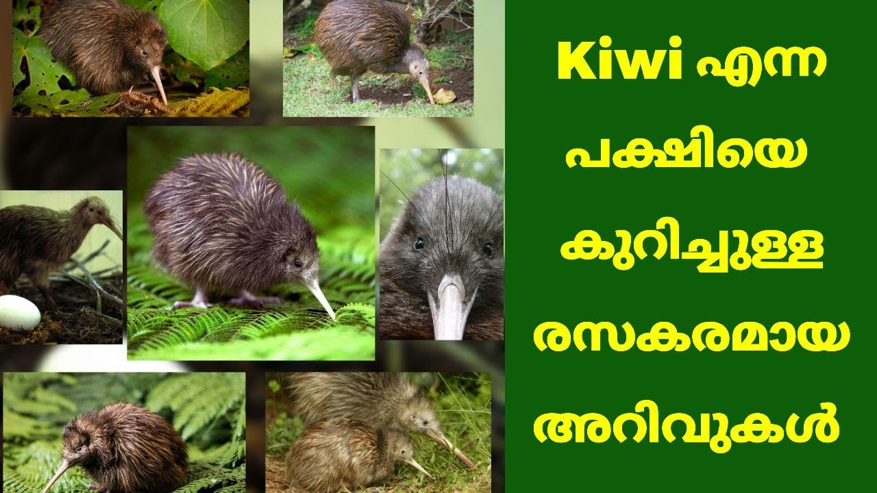 "PEOPLE CALL US KIWIS".#nature #kerala #kiwis - YouTube