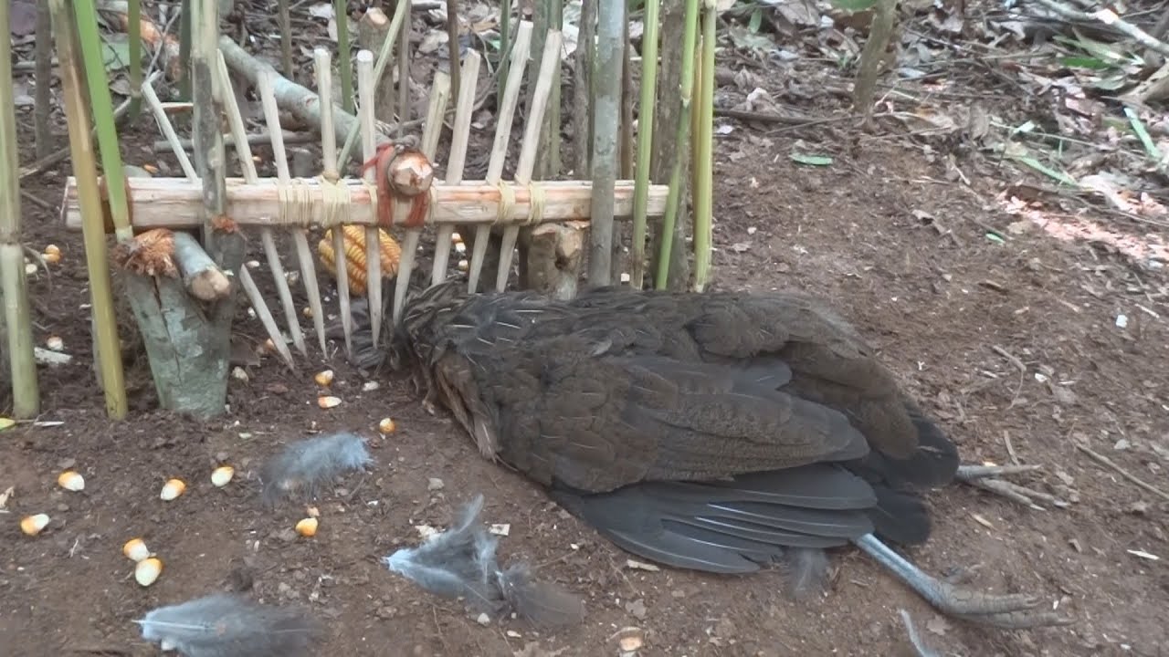 Hunt Man Creates Wild Chicken Trap - YouTube