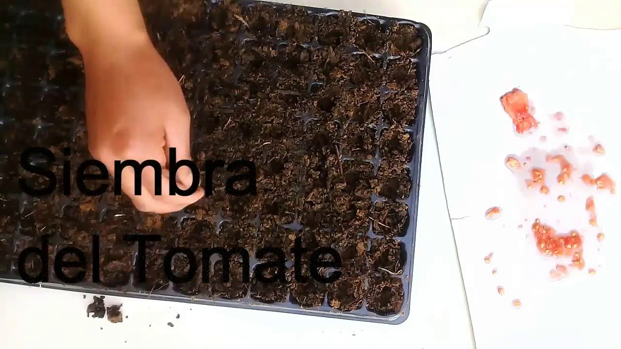 Germinación del Tomate paso a paso - YouTube