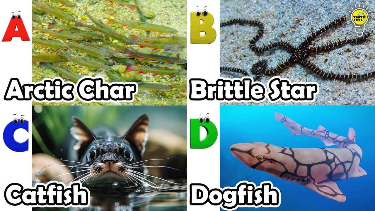 Cute ocean animals | ABC phonics animals | ABC Sea Animals song ...