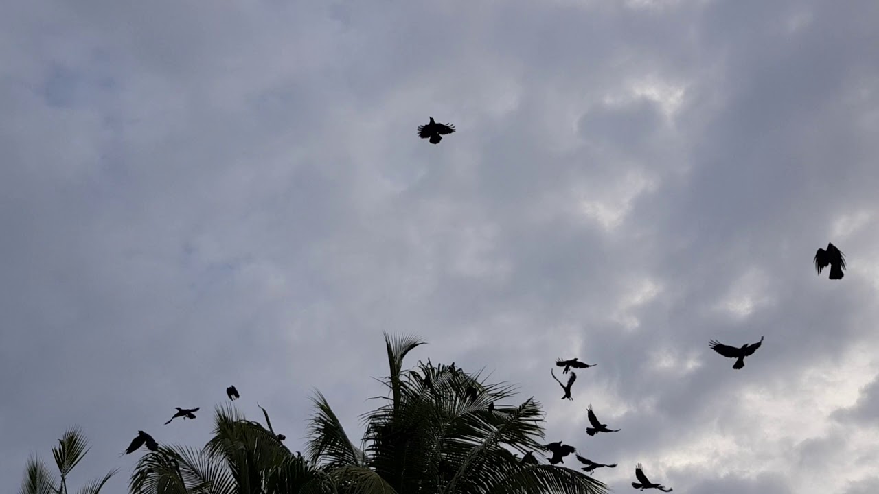 Crows are doing well - YouTube