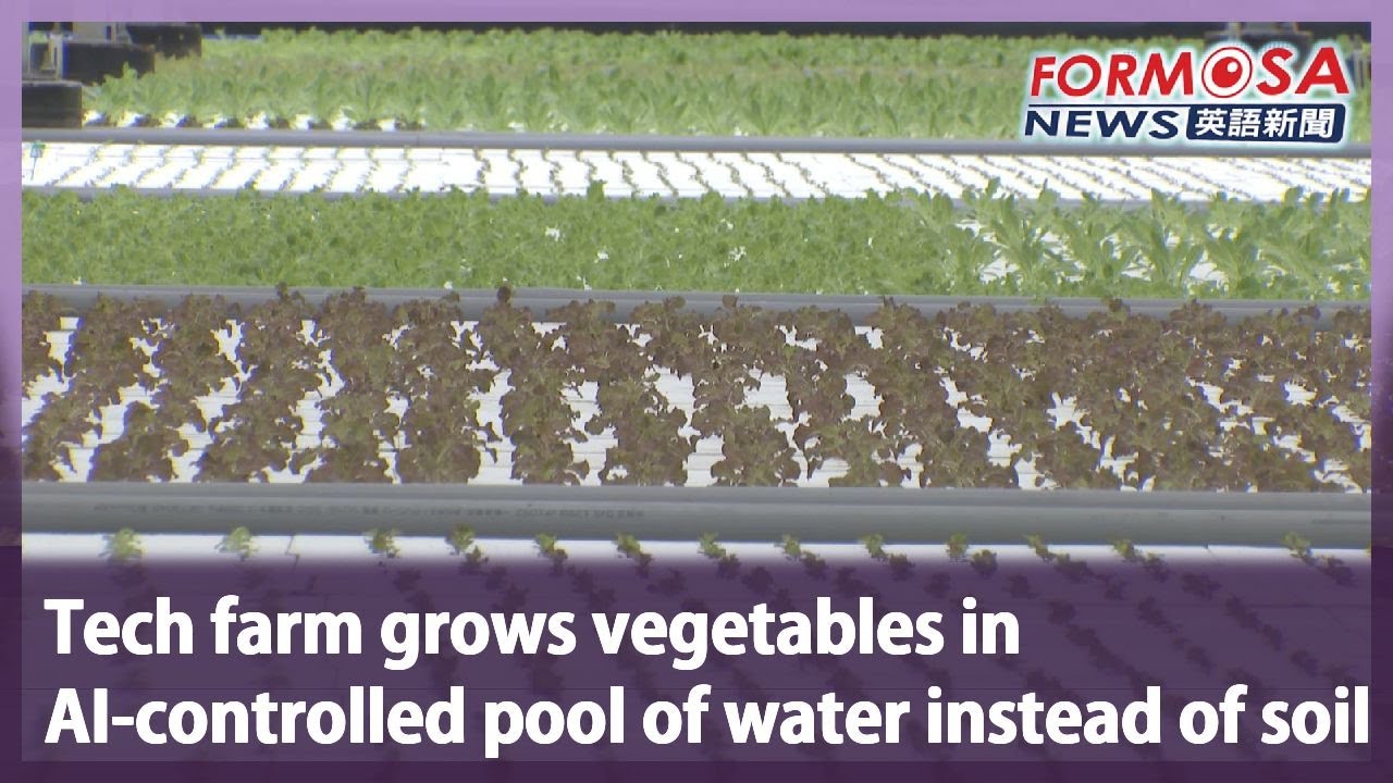 Tech farm grows vegetables in AI-controlled pool of water instead of ...