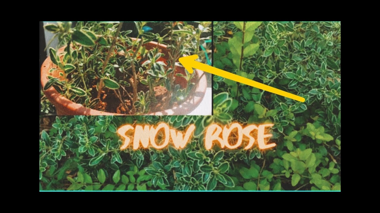 Snow Rose Plant | propagation | plant care - YouTube