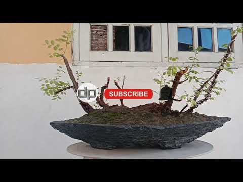 Cara Membuat POT BONSAI relief