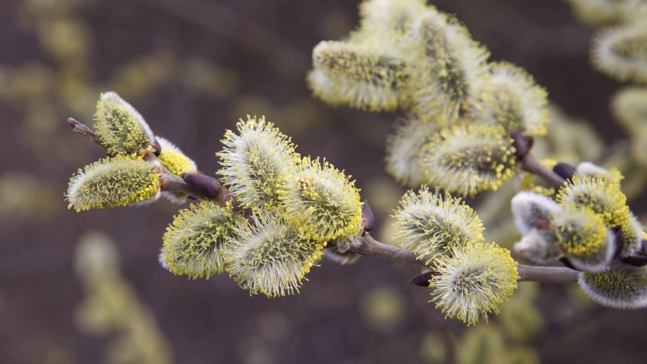 La flor de Bach Willow o Sauce - YouTube