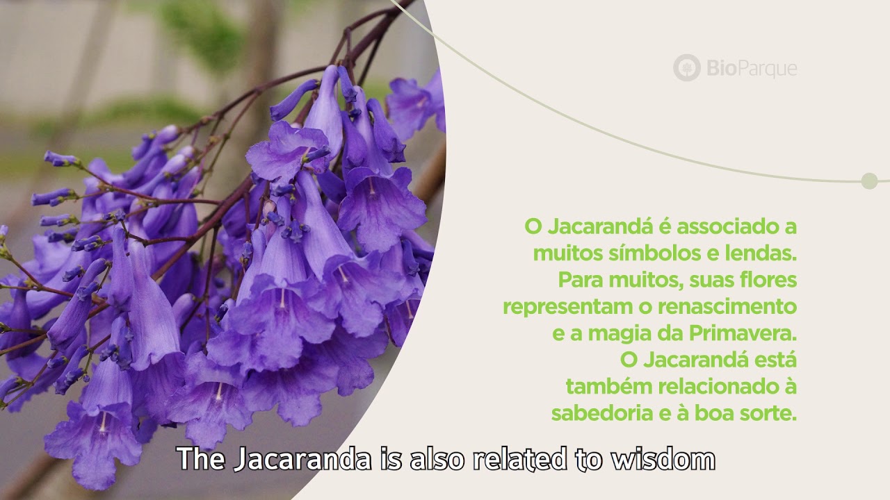 Jacaranda Flower Meaning | Best Flower Site