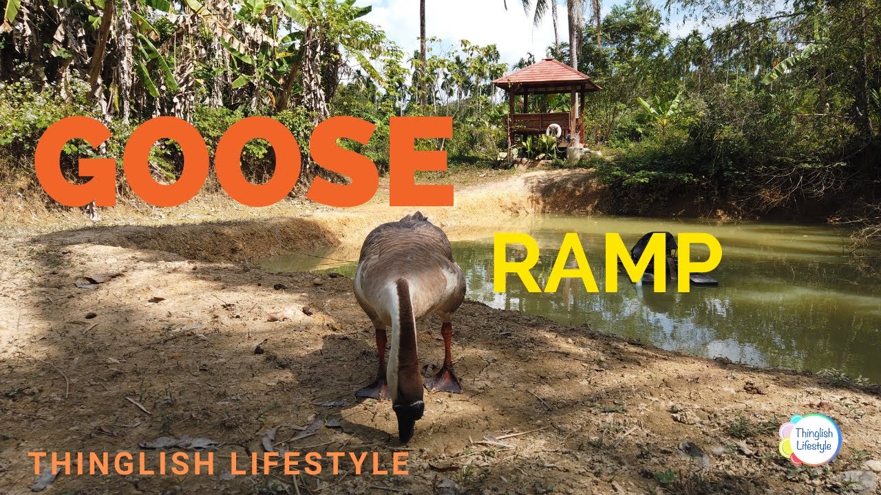 Goose Ramp [for the goslings we're expecting] - YouTube