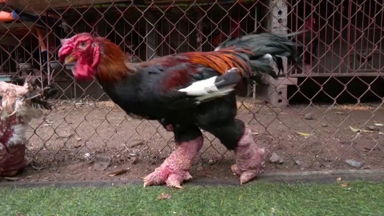 Meet Vietnam’s Lunar New Year delicacy: ‘dragon feet’ chickens - YouTube