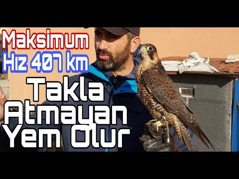 Takla Atmayan Yem Olur. Gökdoğan Maksimum Hız Saatde 407 Km. Alaca Doğan. Dünyanın En Hızlı Kuşu