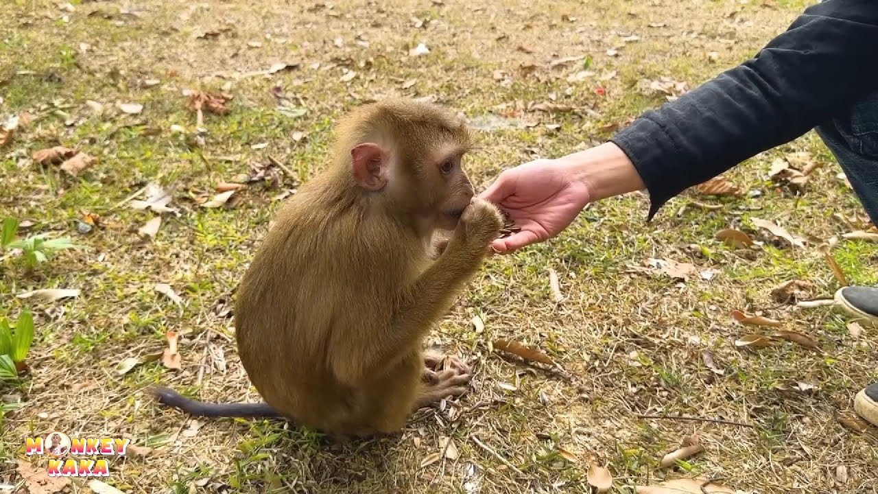 Seeing Monkey Kaka sitting alone looking into the distance makes my ...