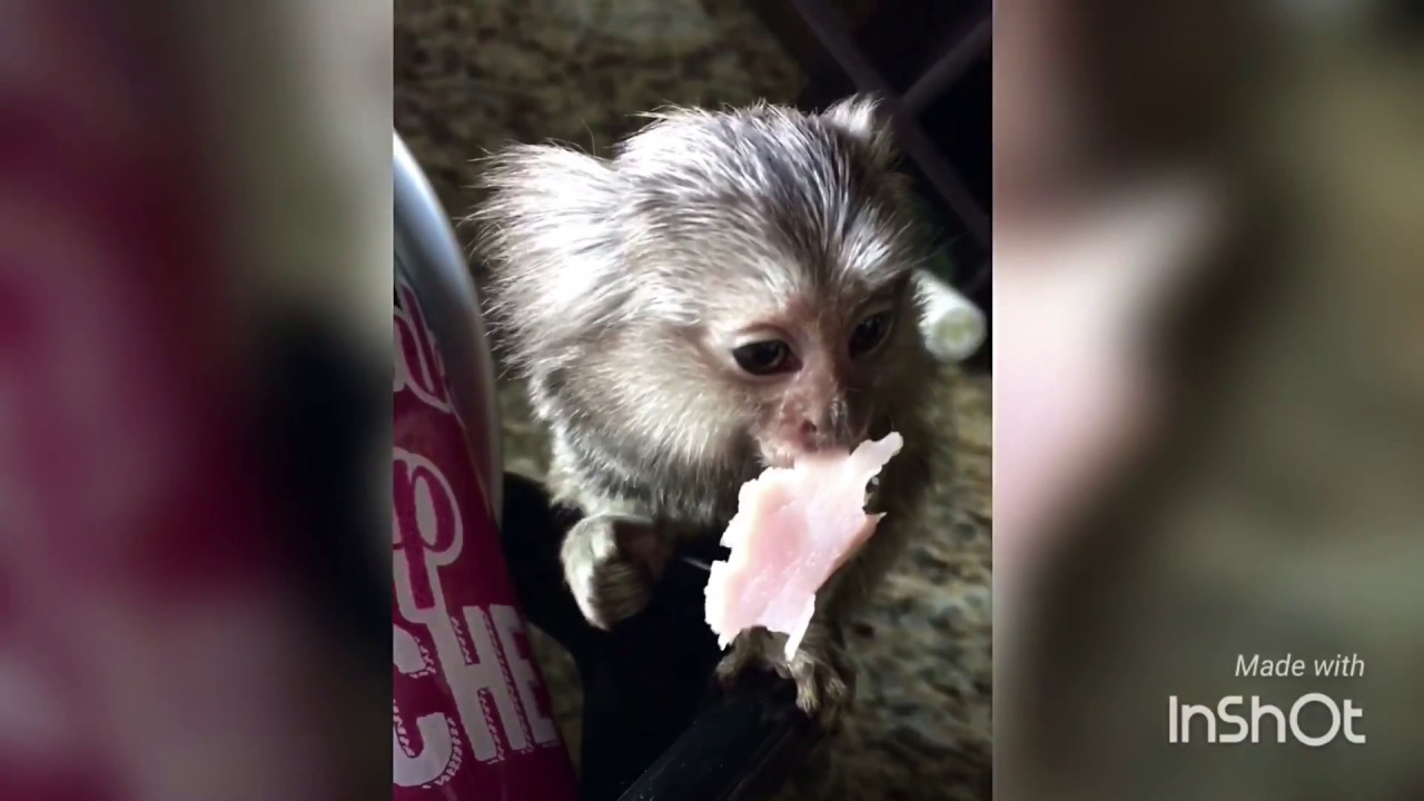 Marmoset monkey eating ham #momolove Video 27 - YouTube