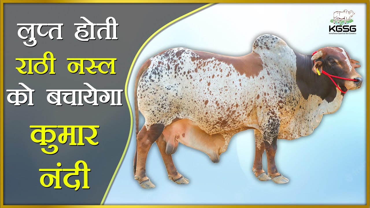 👍 लुप्त होती राठी नस्ल को बचायेगा कुमार नंदी | Rathi Bull | Rathi Cows ...
