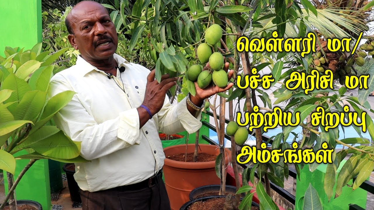 அரிய வகை வெள்ளரி மாம்பழம் / பச்ச அரிசி மாம்பழம் சிறப்பு அம்சங்கள் ...