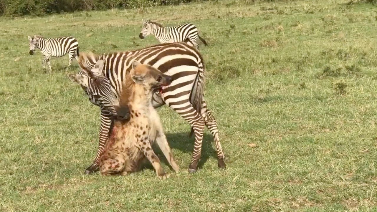 Zebra bites back - YouTube
