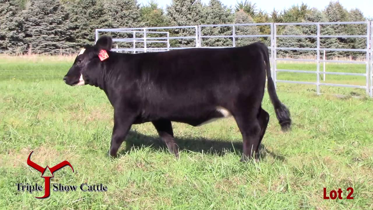 Lot 2 - Triple J Show Cattle - YouTube