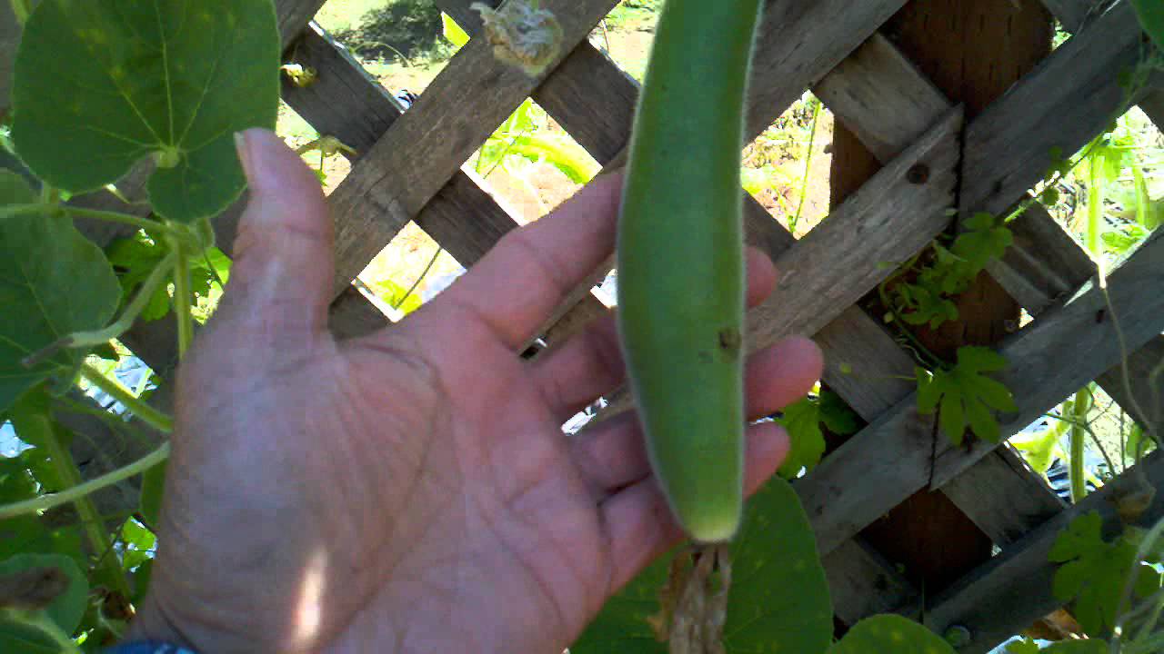 2011: MY UPO PLANT - YouTube