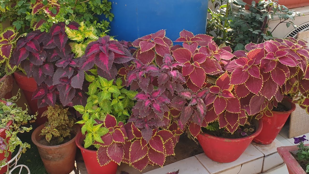 My Coleus Collection with Care Tips || How to Grow and Care Coleus ...