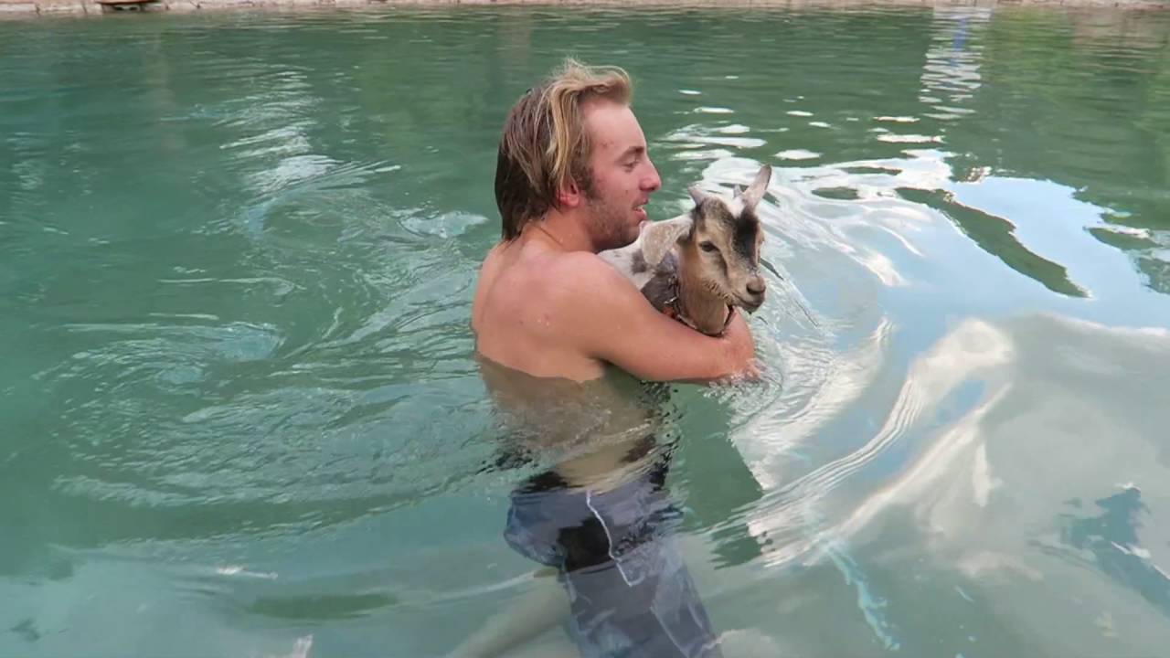 Goat Swimming Lessons - YouTube