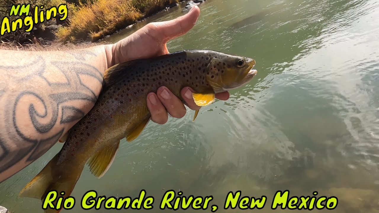 TROUT FISHING the RIO GRANDE RIVER - YouTube