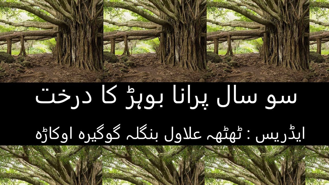 An Old Banyan Tree In Okara Punjab | Bargad Tree | Bohar ka Darakht ...