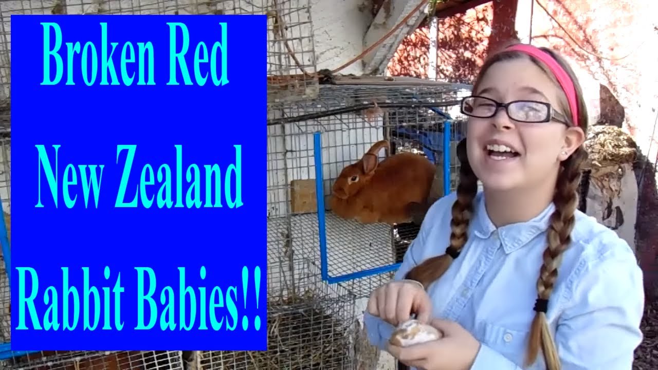 New Zealand Rabbits - Grubbs and Marcy Produce a Litter of Red and ...