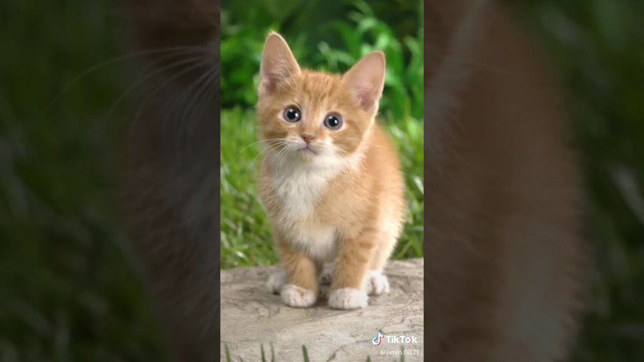 Video kucing lucu... - YouTube