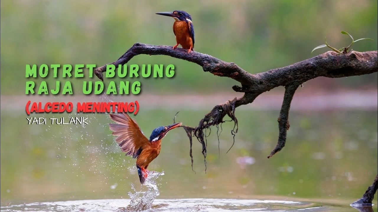 MOTRET BURUNG RAJA UDANG!! #birds #predator #birdphotography # ...