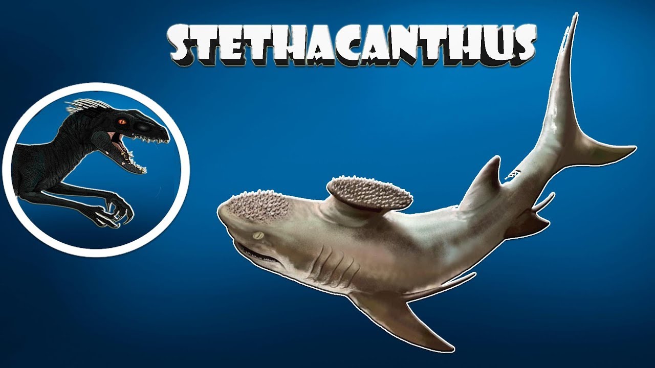 STETHACANTHUS VÍDEO COMPLETO - Jurassic Clips - YouTube