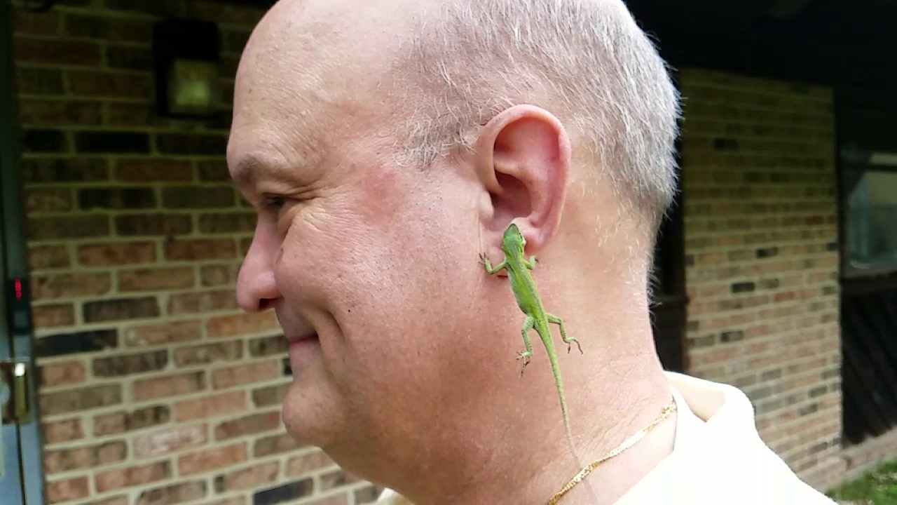 It's the amazing new fashion statement--Lizard Earrings! - YouTube