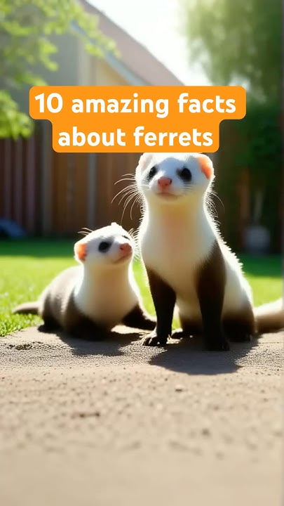 10 interesting facts about ferrets #shorts - YouTube
