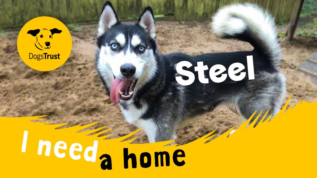 Steel the sporty Siberian Husky | Dogs Trust Ilfracombe - YouTube