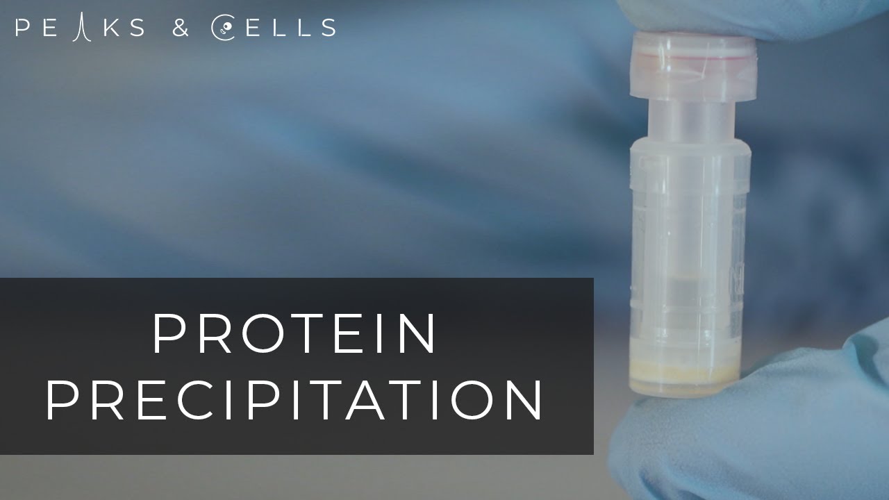 Protein Precipitation (UPDATED) - YouTube