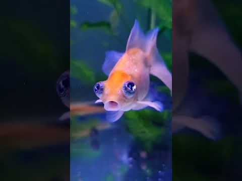 Stargazer goldfish - YouTube