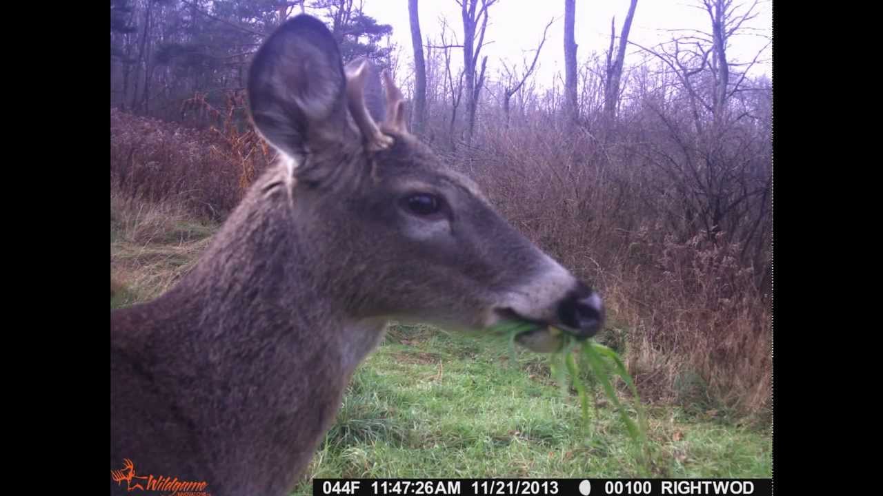 Pa Trail Camera Deer Pictures - YouTube