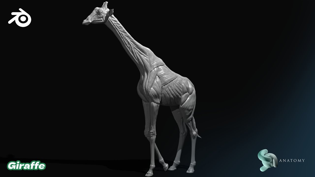 Giraffe Anatomy Modeling In Blender (Base #1) - YouTube
