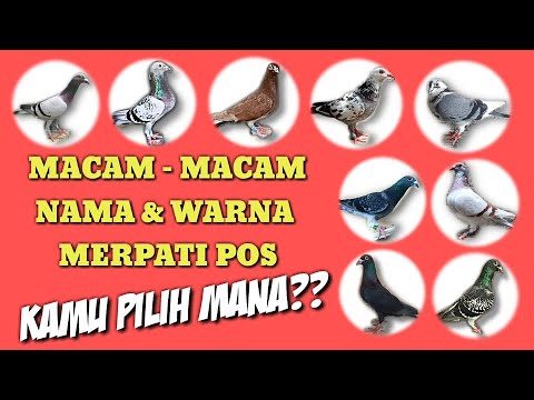 Macam macam Warna Merpati Pos - YouTube