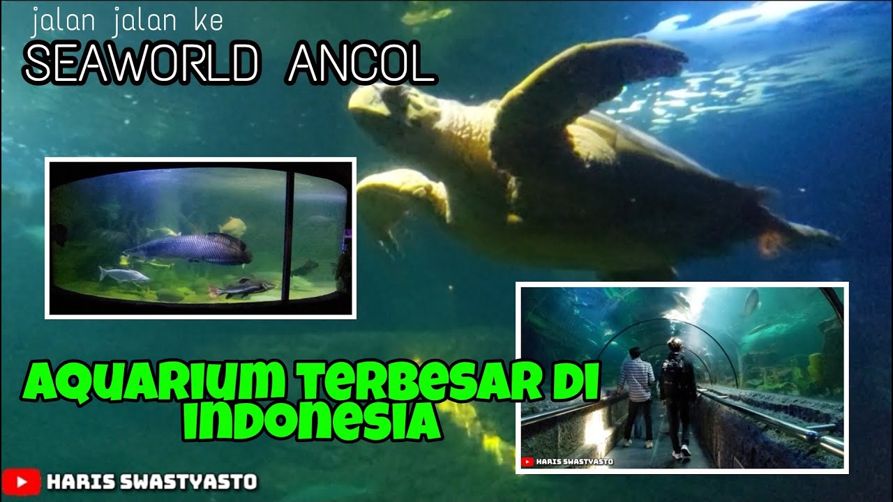 JALAN JALAN KE SEAWORLD ANCOL | AQUARIUM TERBESAR DI INDONESIA - YouTube